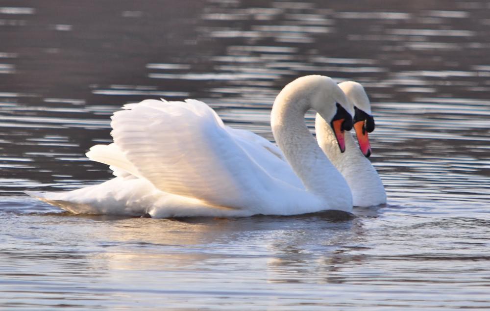 Kaip atskirti prišalusią gulbę? – Alkas.lt
