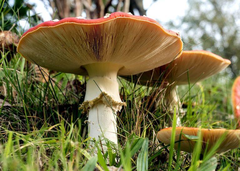 Trys auksinės grybavimo taisyklės – Alkas.lt