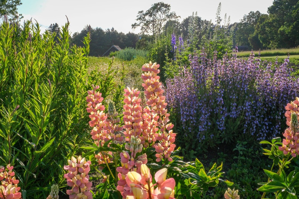 Kleboniškių muziejaus klojime – „Velnio vestuvės, velnio ir laidotuvės ...